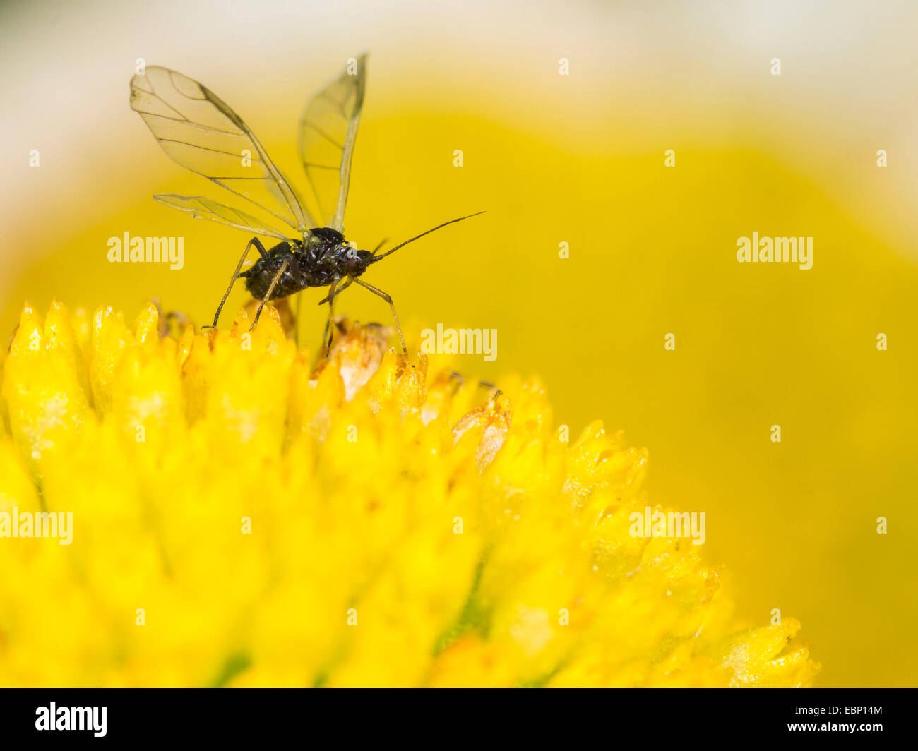 Aphid, Plant lice (Aphididae), black aphid on a daisy flower, Germany ...