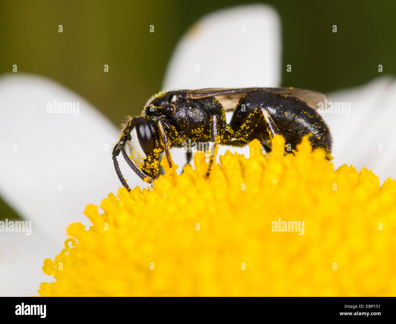 Polyester bee hylaeus nigritus hi-res stock photography and images - Alamy