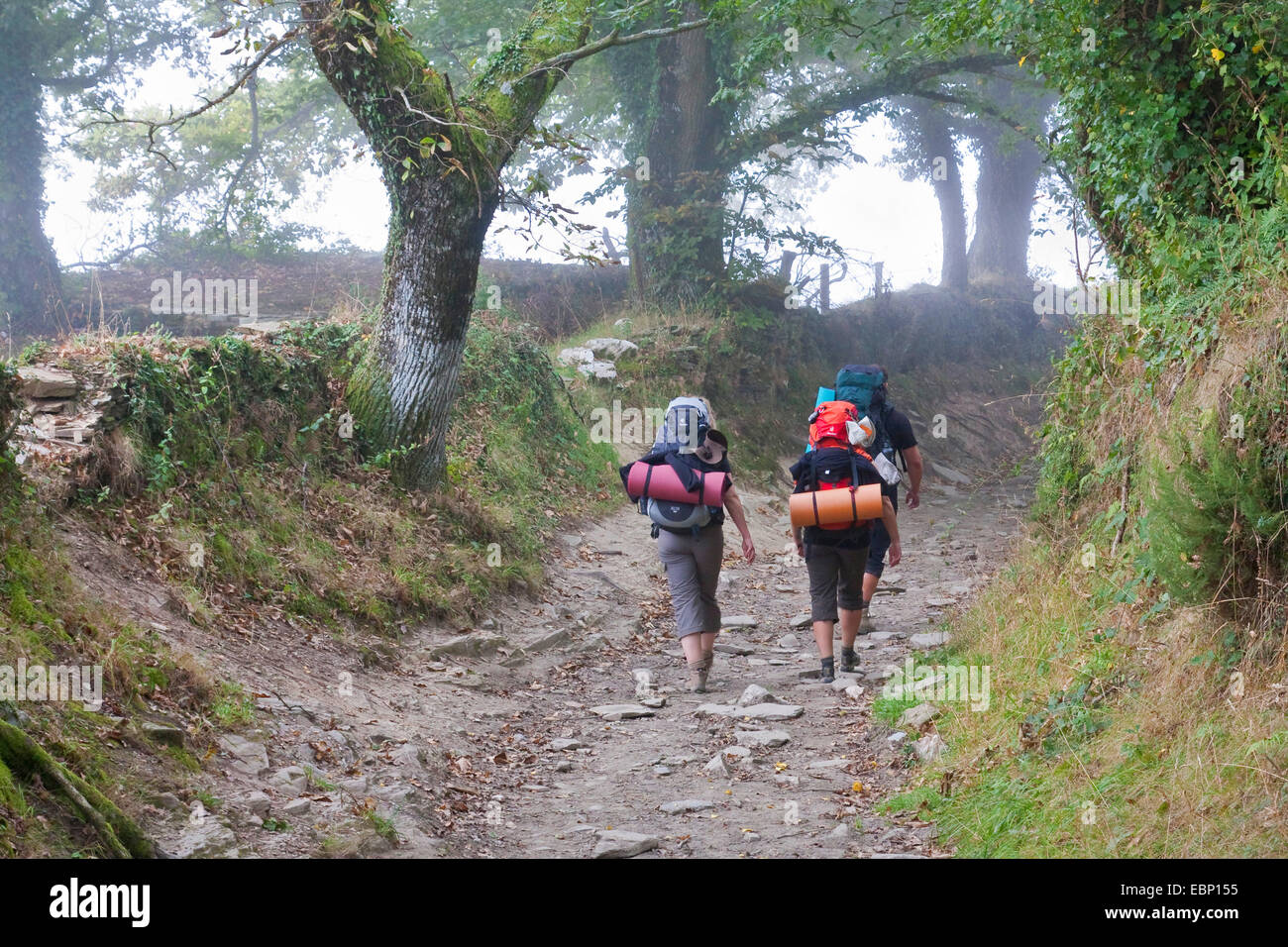 Pilgrims way plant hi-res stock photography and images - Alamy