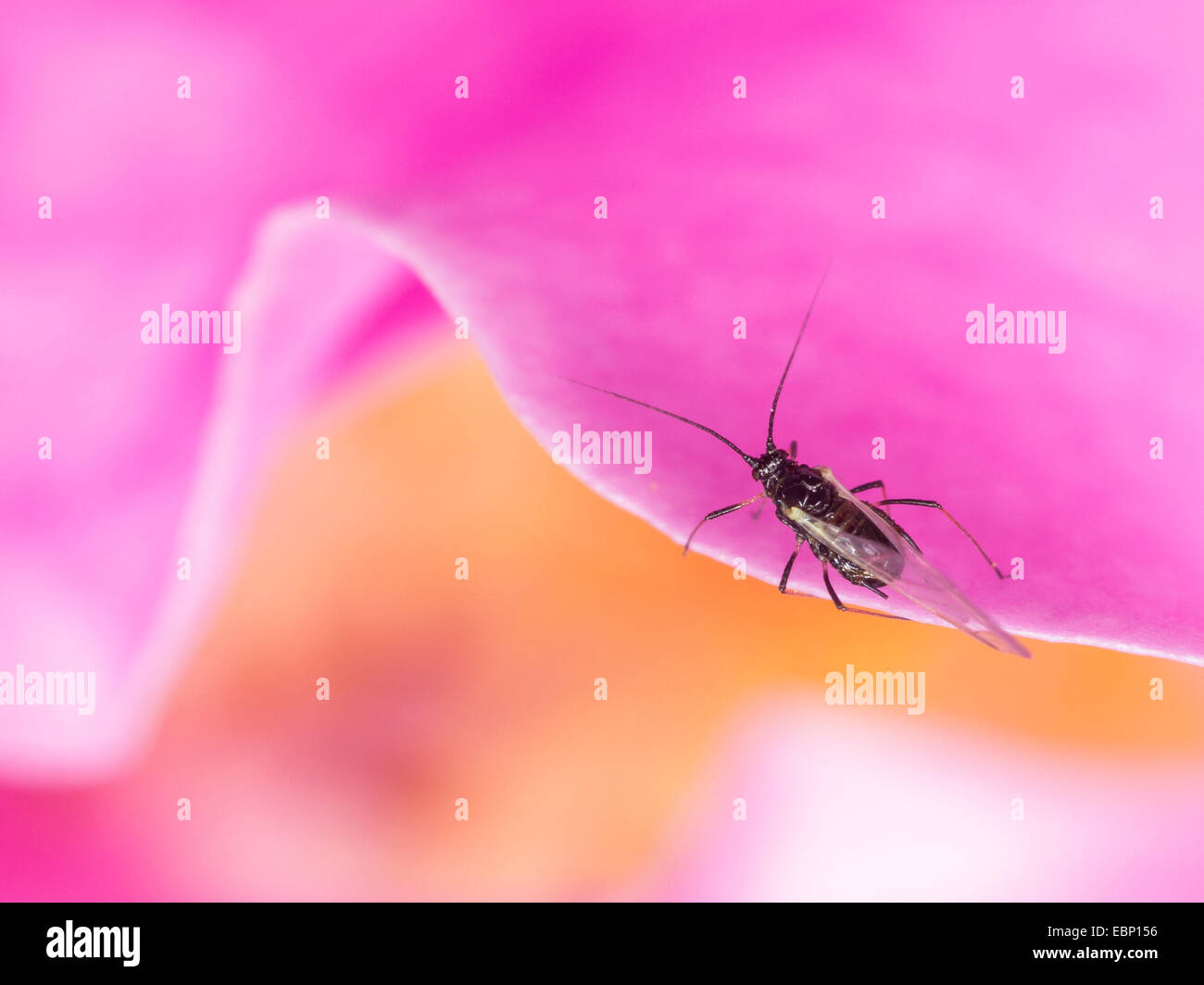 Aphid, Plant lice (Aphididae), aphid sucking at a rose flower, Germany ...