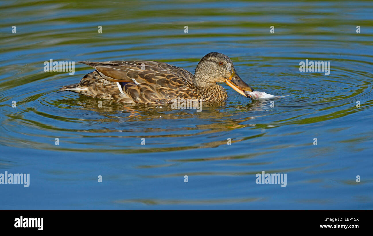 Female mallard duck fish hi-res stock photography and images - Alamy