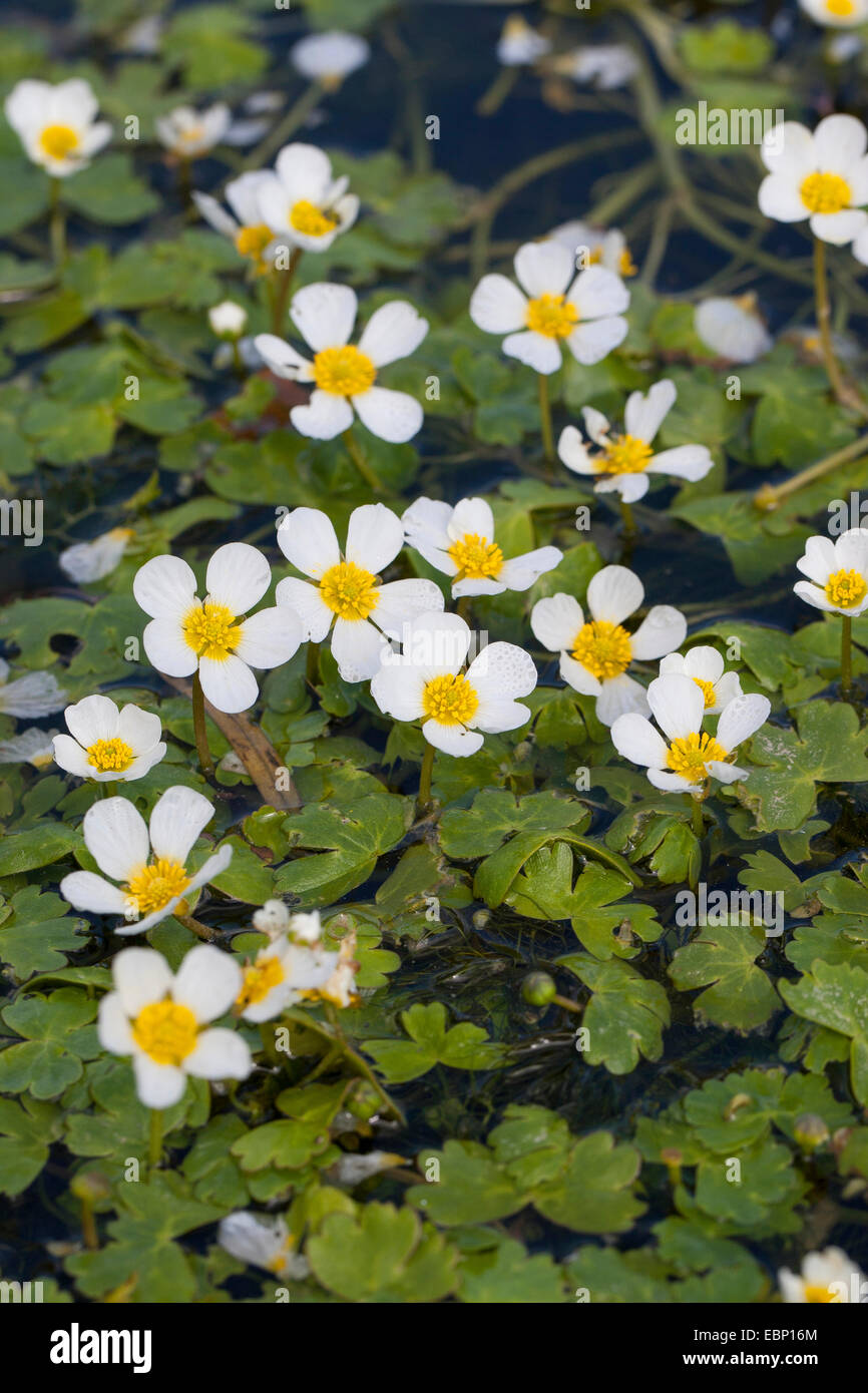 Pond Water-crowfoot, Pond Water crowfoot (Ranunculus peltatus ...