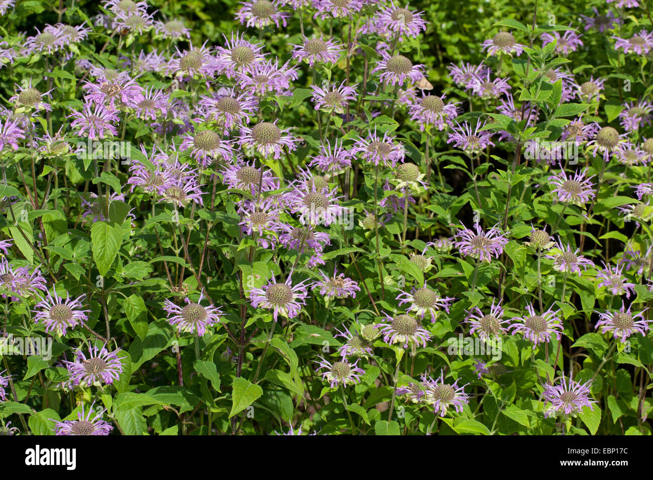 Bee Balm, Oswego Tea, Bergamot, Scarlet Beebalm, Scarlet Monarda ...