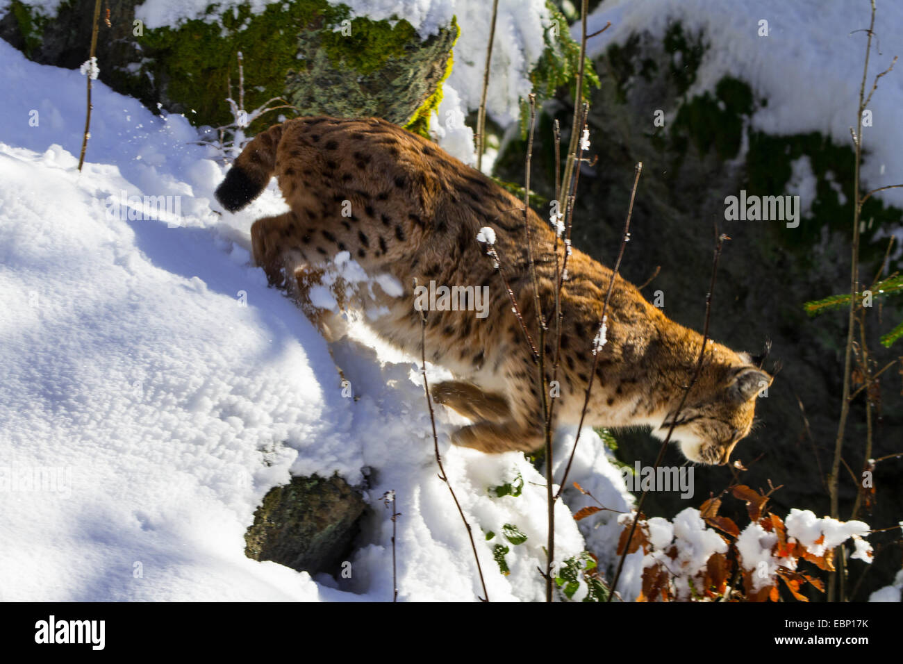 northern lynx (Lynx lynx lynx), jumping from a snow covered rock ...