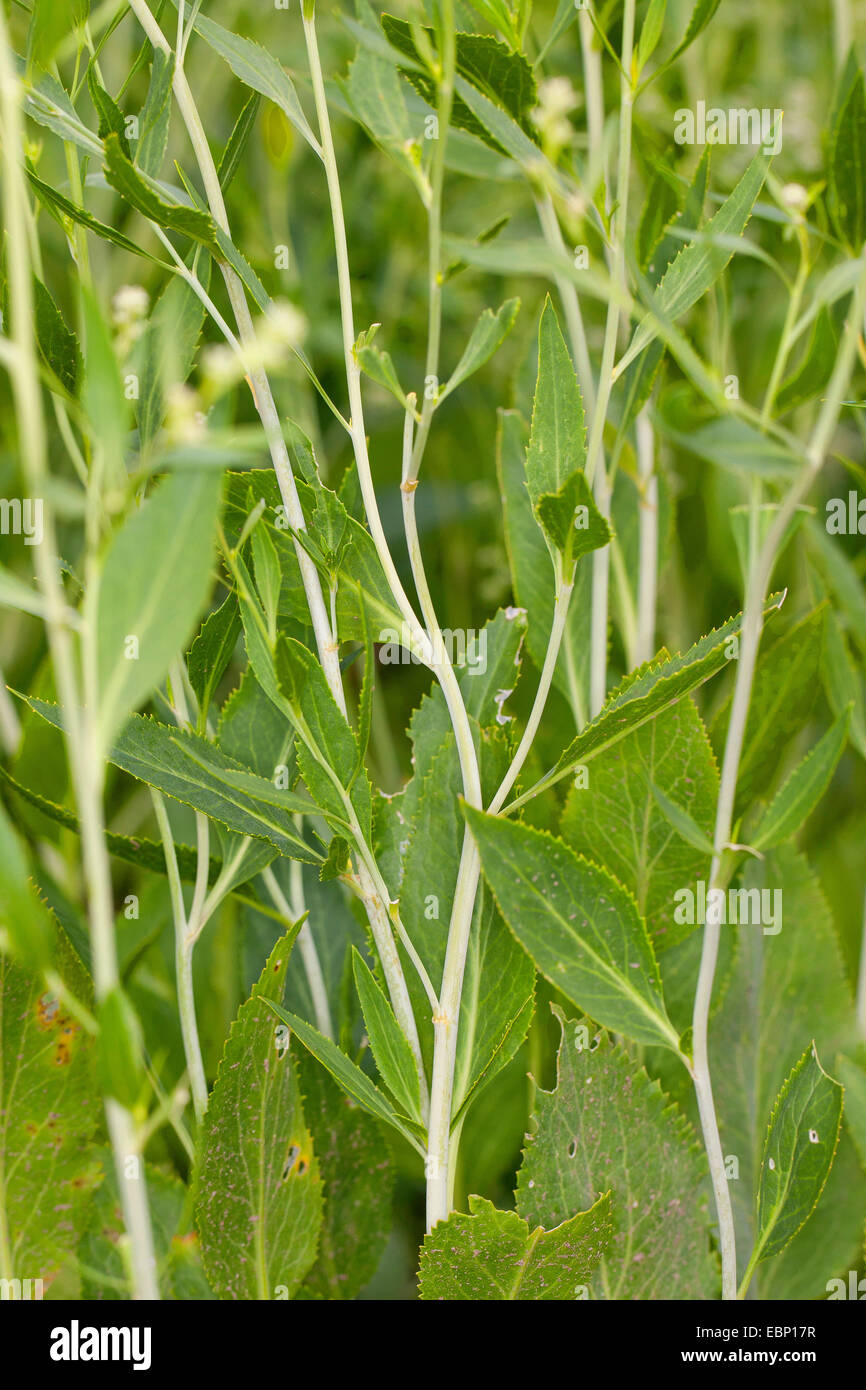Dittander, Perennial pepperweed, Broad-Leaf Pepper-Grass, Broadleaved ...