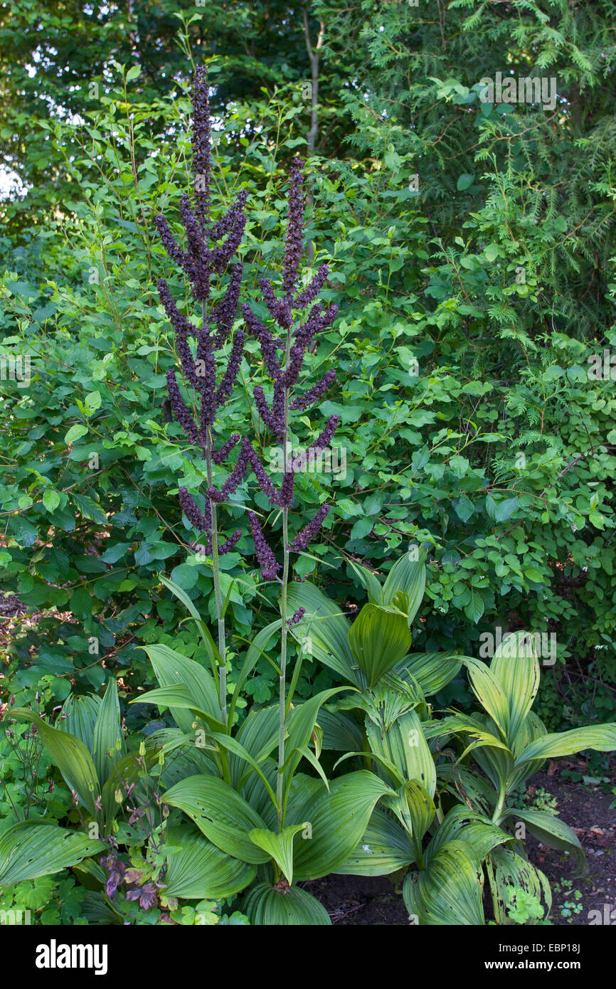 black false hellebore (Veratrum nigrum), blooming Stock Photo - Alamy