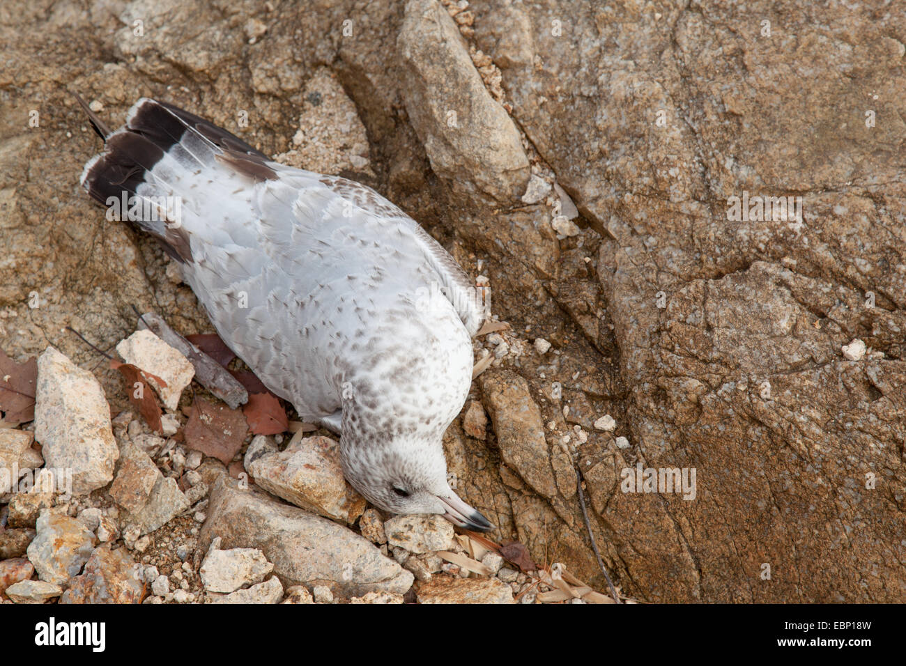 Deceased seagull hi-res stock photography and images - Alamy
