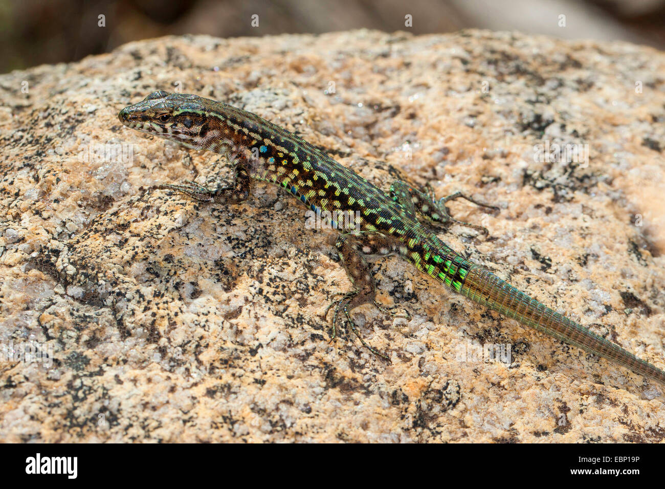 French lizard hi-res stock photography and images - Alamy