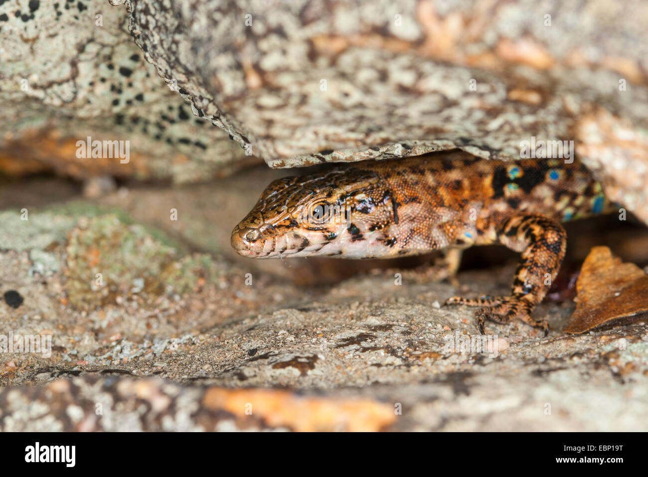 Hidden lizards hi-res stock photography and images - Alamy