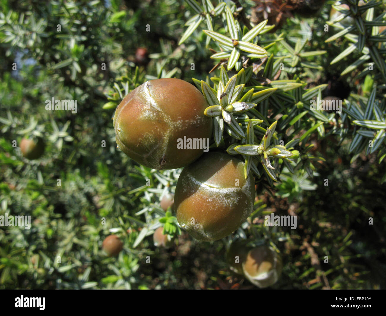 Prickly Juniper, Cade, Prickly Cedar, Cade Juniper, Sharp Cedar, Large ...