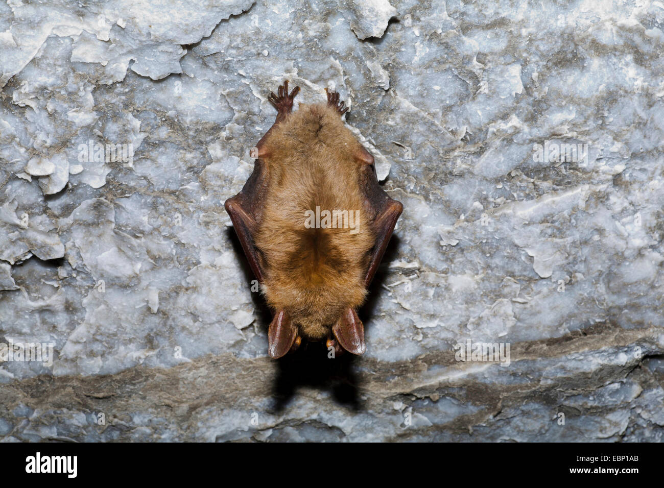 Greater Mouse-eared bat, Large Mouse-Eared Bat (Myotis myotis), Mouse ...