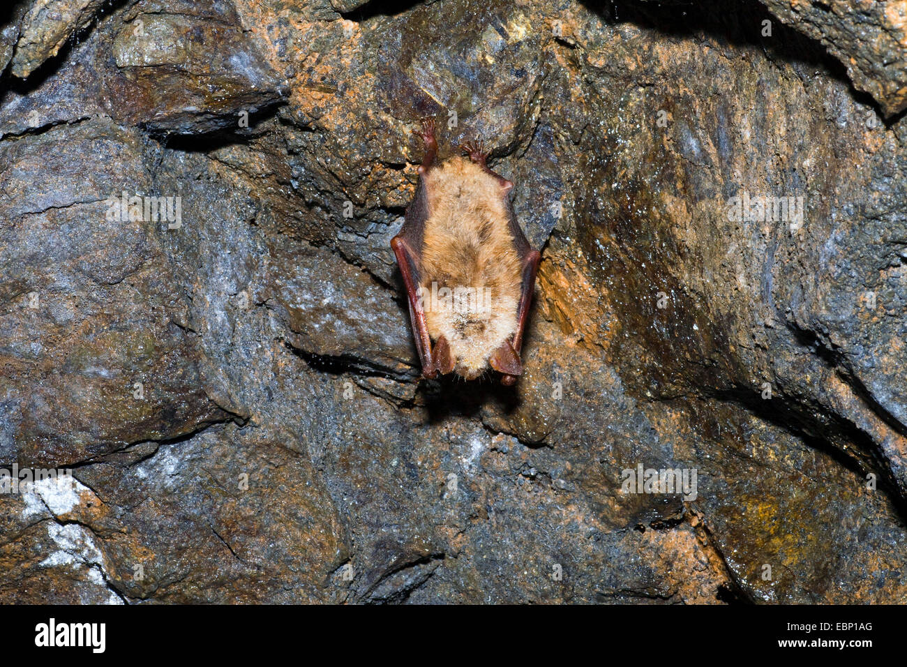 Greater Mouse-eared bat, Large Mouse-Eared Bat (Myotis myotis), hanging ...