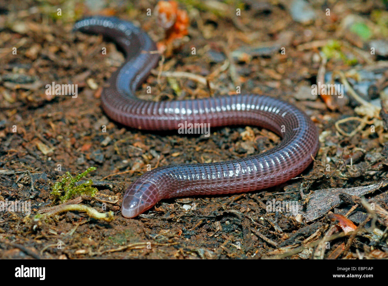 Turkish Worm Lizard, Anatolian Worm Lizard (Blanus strauchi strauchi ...