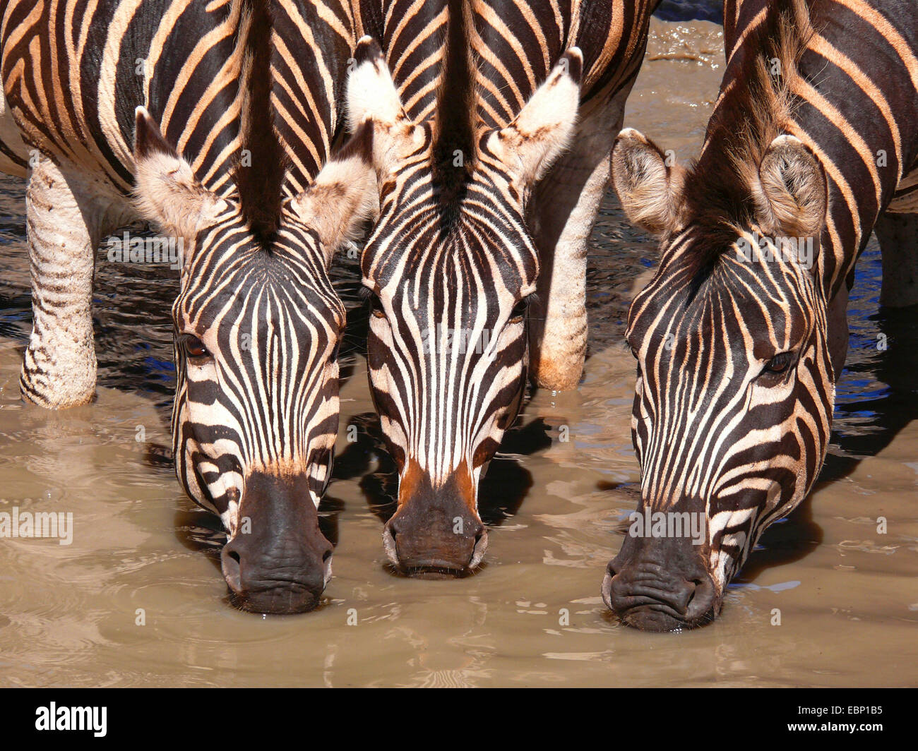 Burchell's zebra, zebra, Common zebra (Equus quagga burchelli, Equus ...