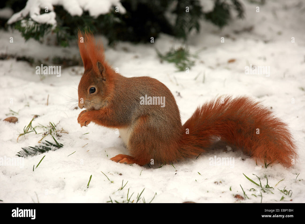 European red squirrel, Eurasian red squirrel (Sciurus vulgaris), in the ...