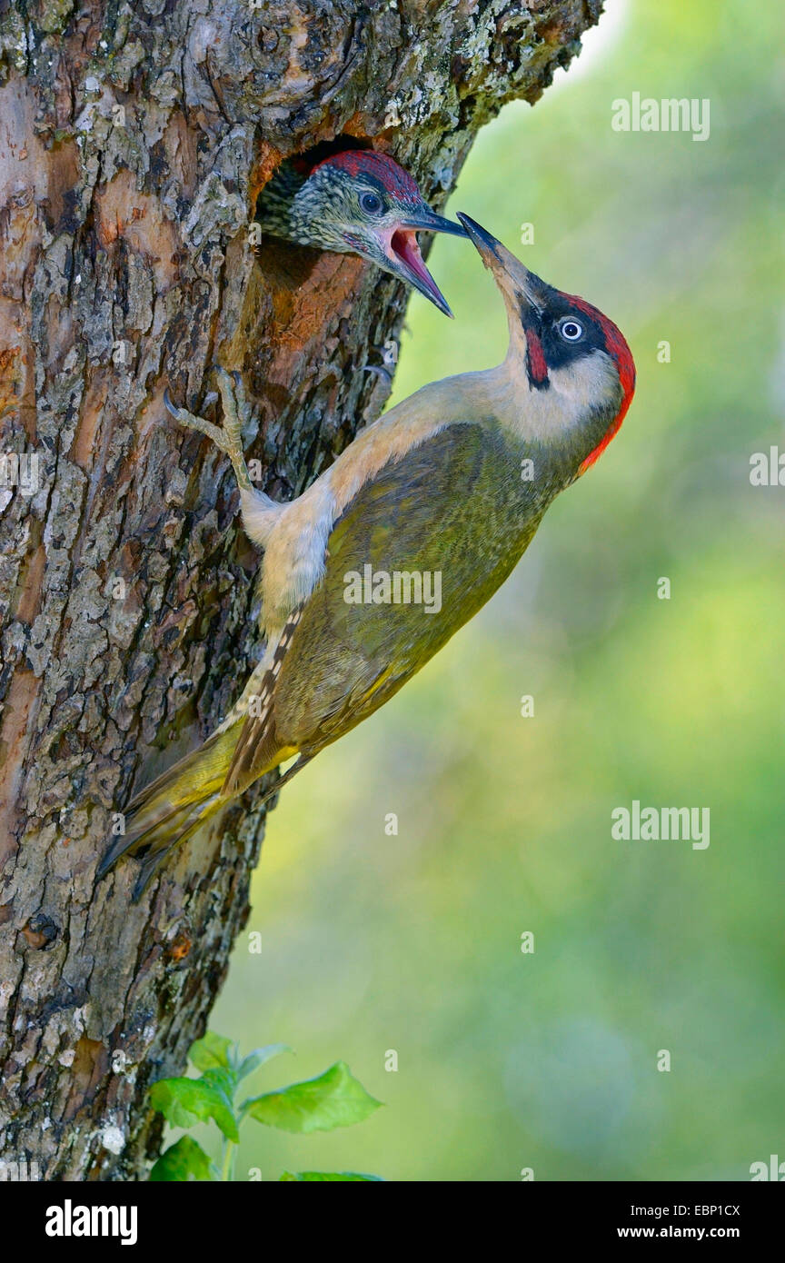 green woodpecker (Picus viridis), male feeding chick at the breeding ...