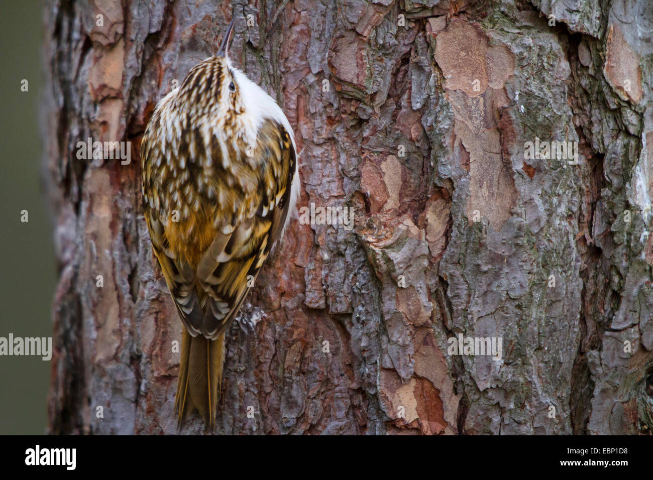 common treecreeper (Certhia familiaris), on the feed at a pine trunk ...
