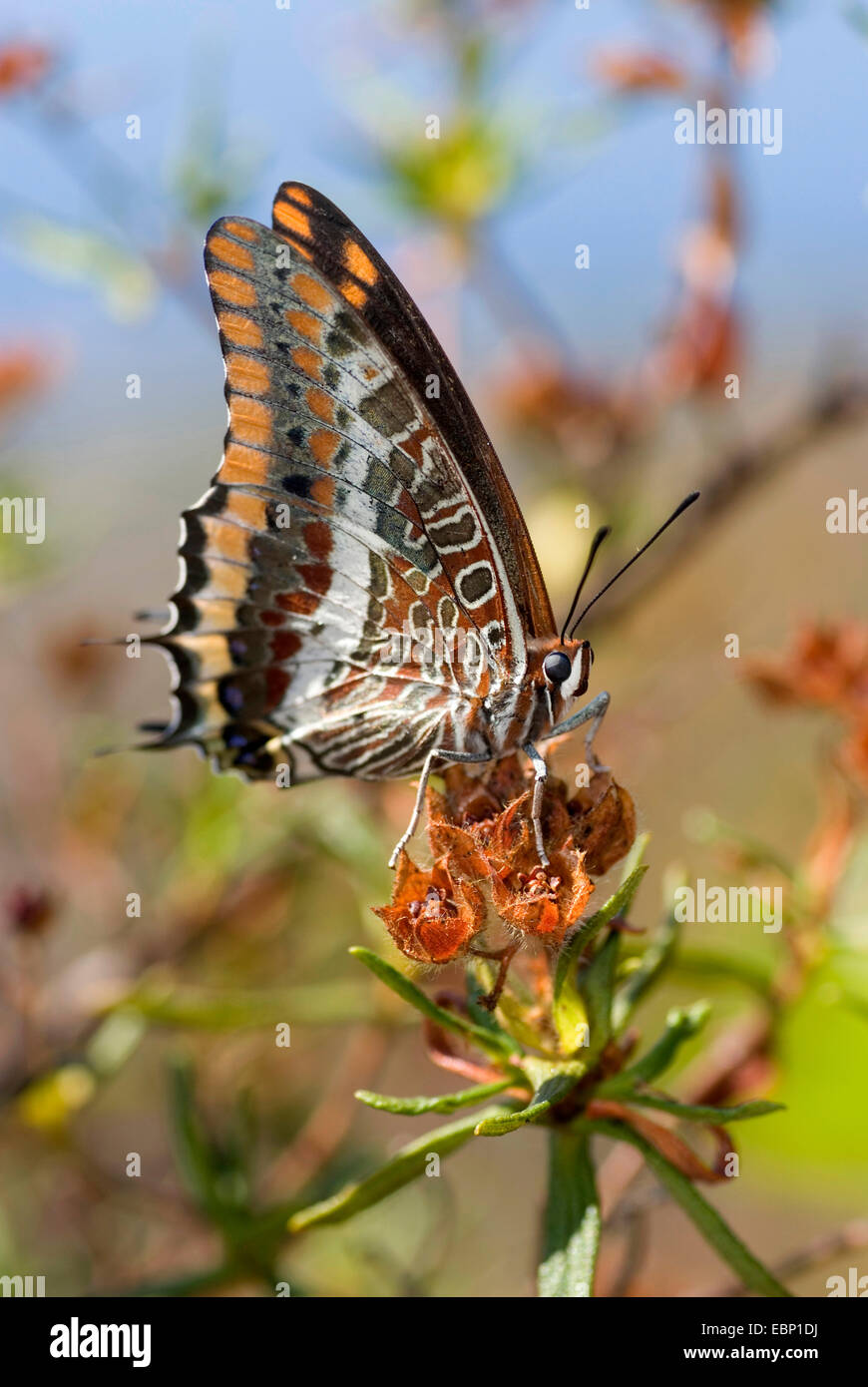 Two tailed pashas charaxes jasius hi-res stock photography and images ...