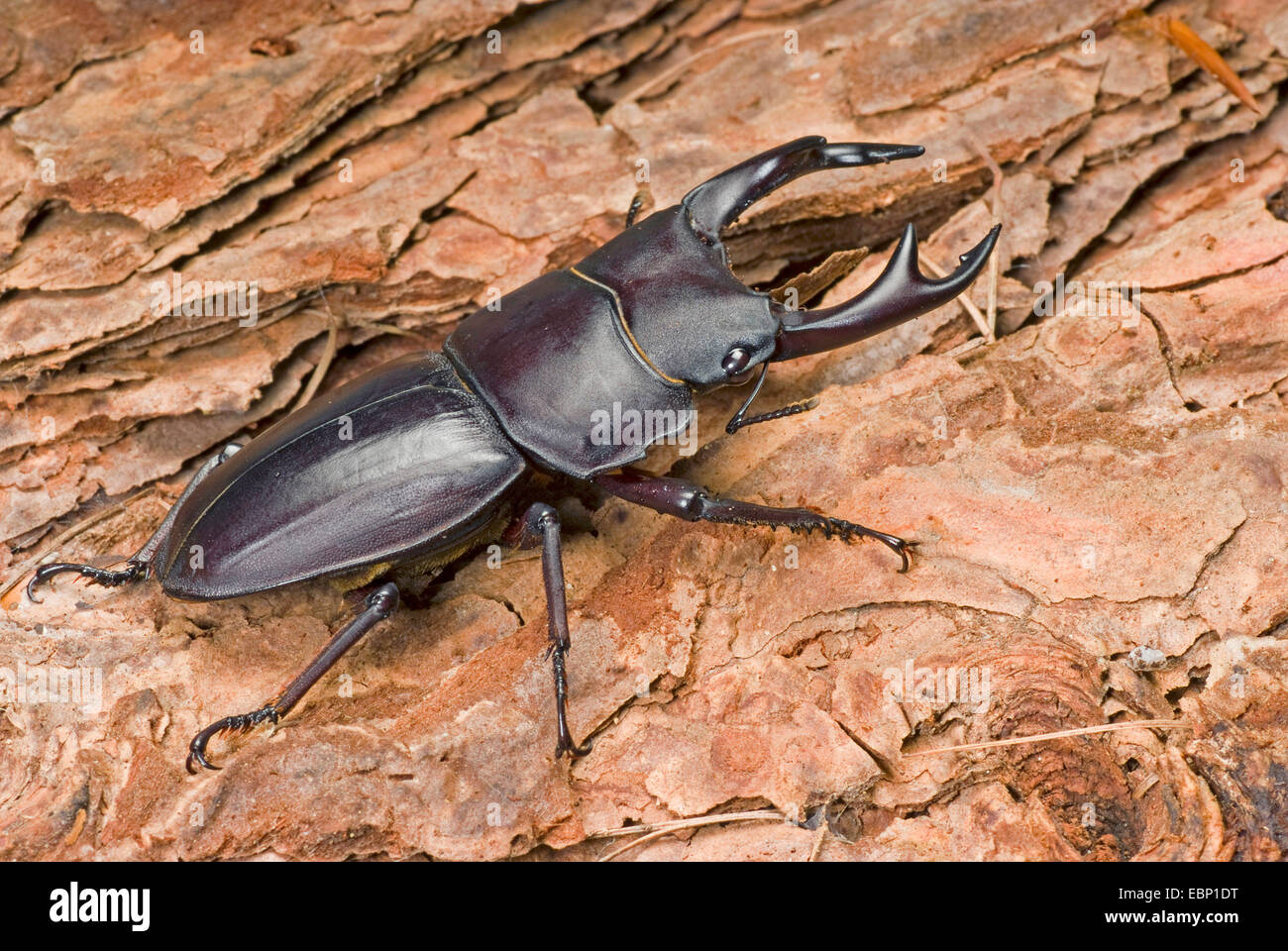 Stag beetle dorcus alcides hi-res stock photography and images - Alamy