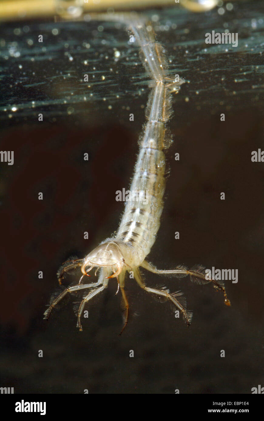 great diving beetle (Dytiscus marginalis), at water surface, Germany ...