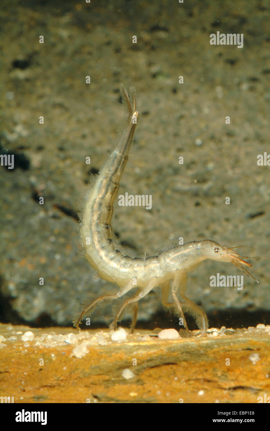 great diving beetle (Dytiscus marginalis), larva walking under water ...