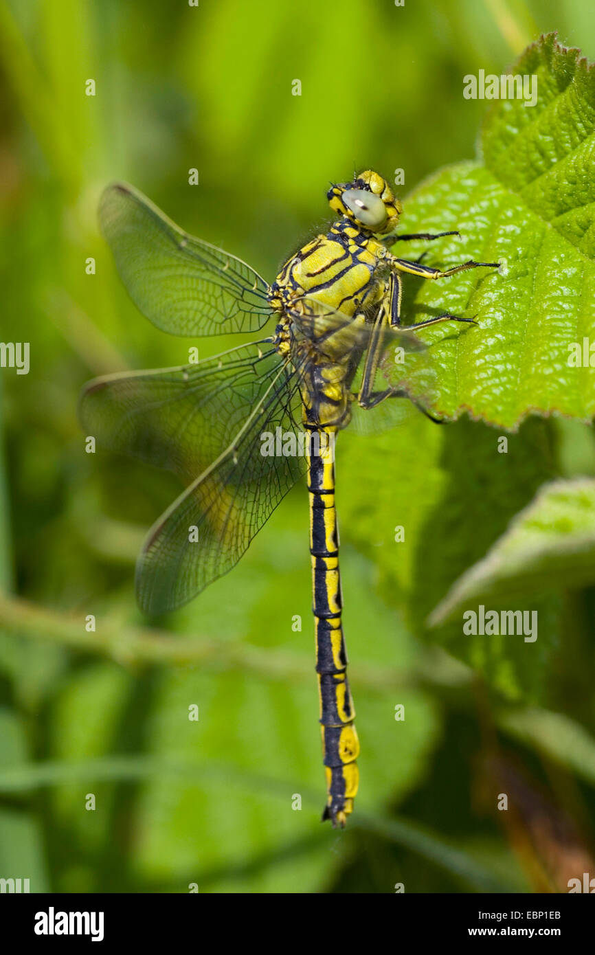 Western European gomphus (Gomphus pulchellus), on a leaf Stock Photo ...