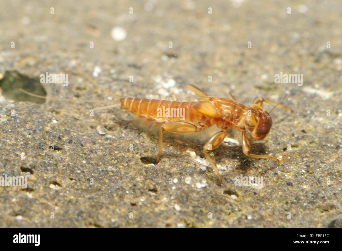 Mayfly (Ecdyonurus spec.), larva of a mayfly Stock Photo - Alamy