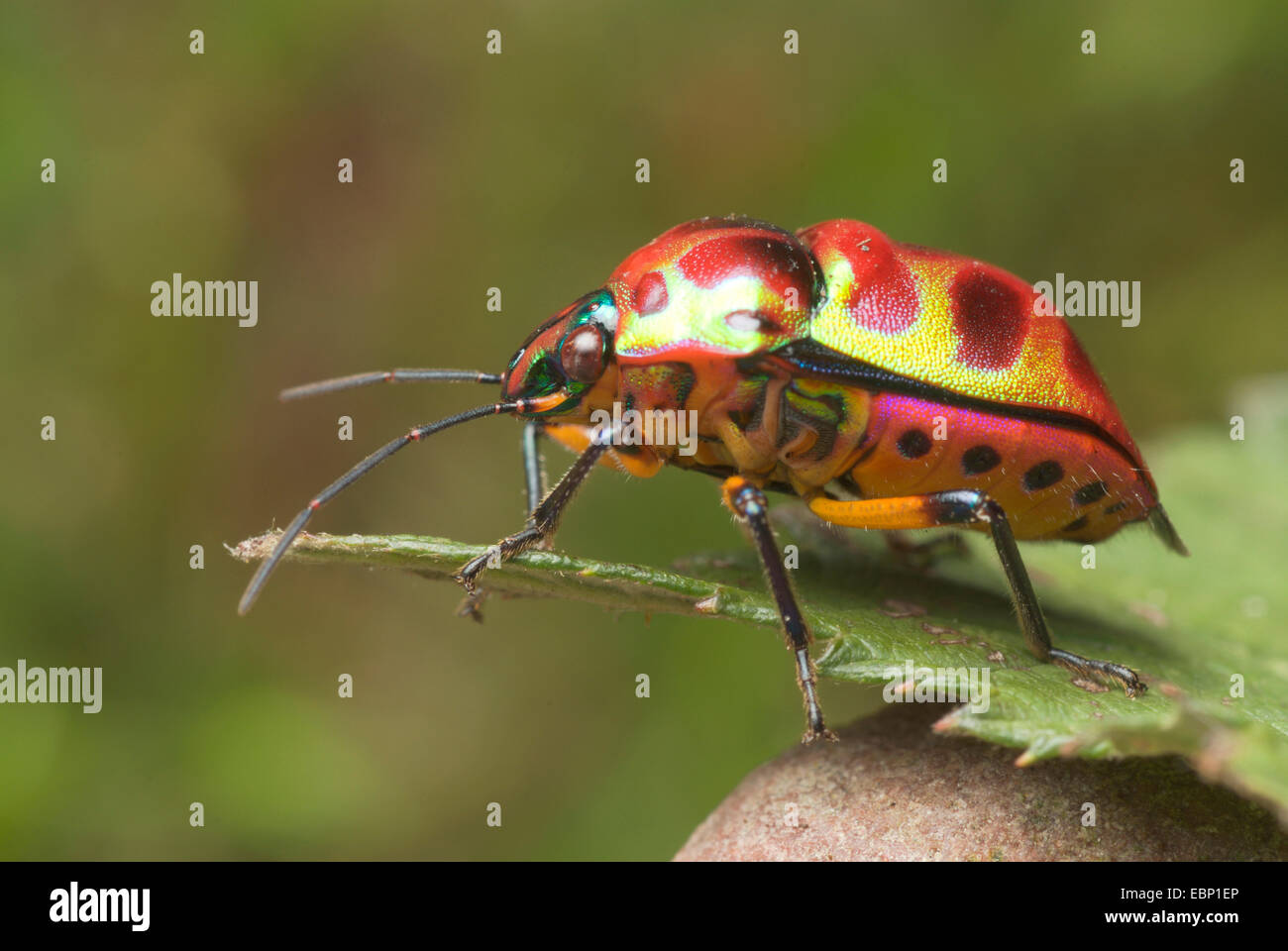 shield-backed bugs (Scutelleridae), on a leaf, Germany Stock Photo - Alamy