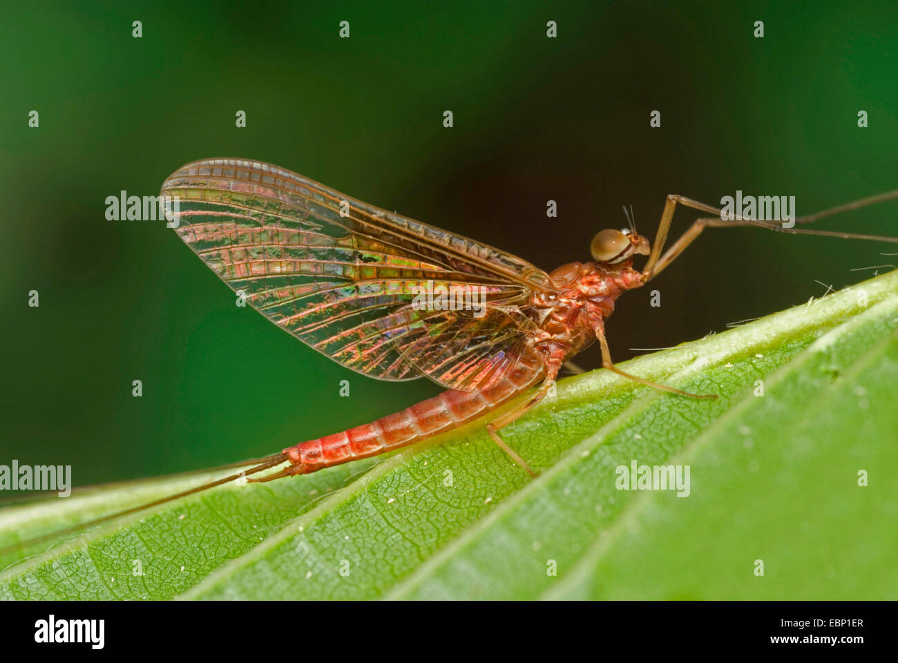 Semicolorata hi-res stock photography and images - Alamy