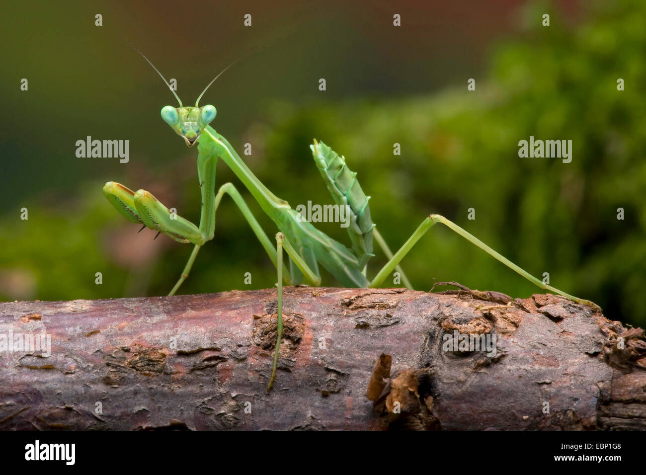 Praying mantis omomantis zebrata hi-res stock photography and images ...