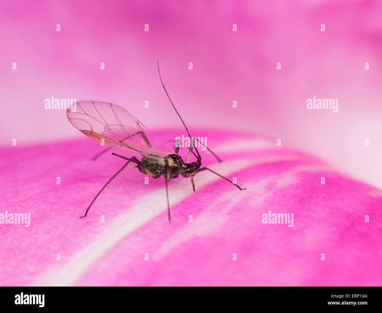 Aphid, Plant lice (Aphididae), aphid sucking at a rose flower, Germany ...
