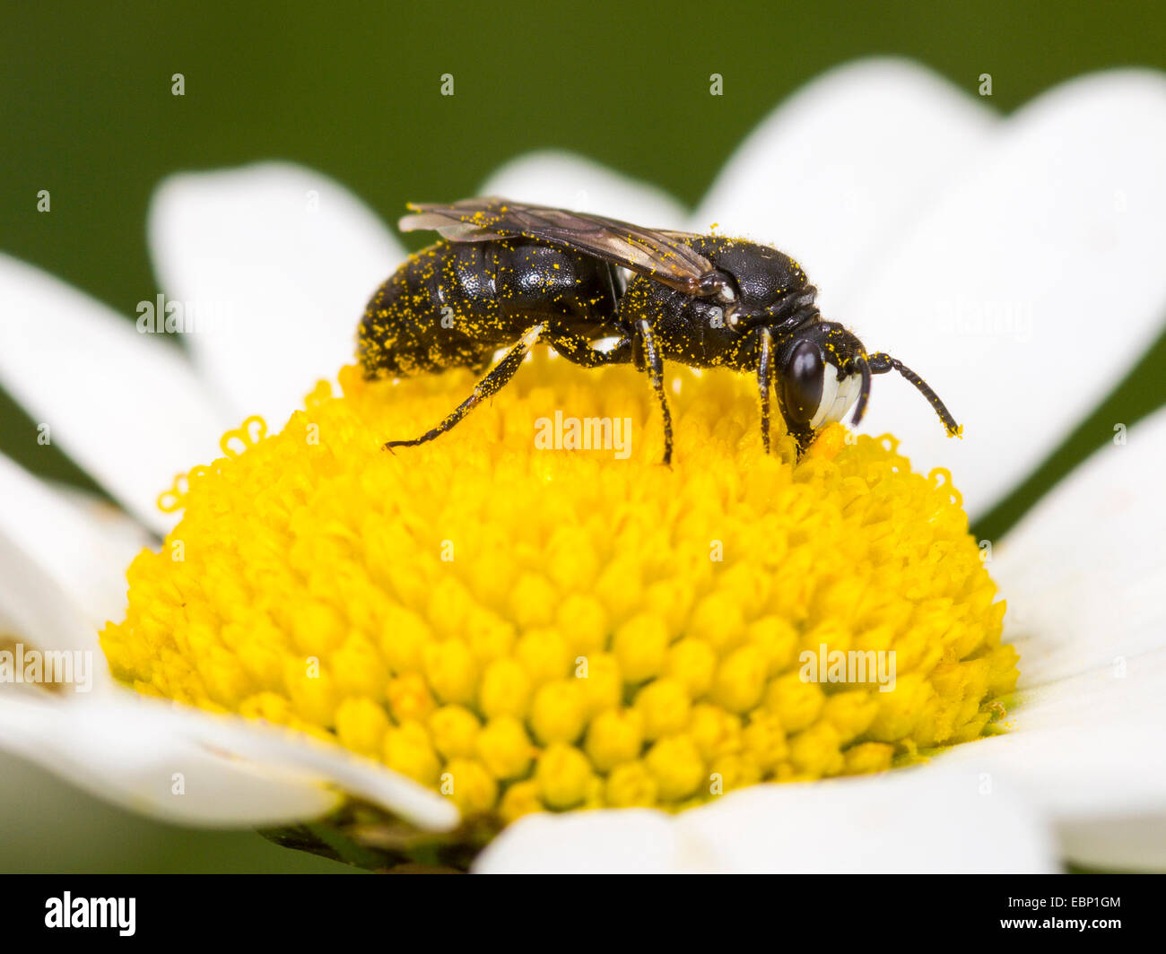 plasterer bee, polyester bee (Hylaeus nigritus), Hylaeus bee male ...