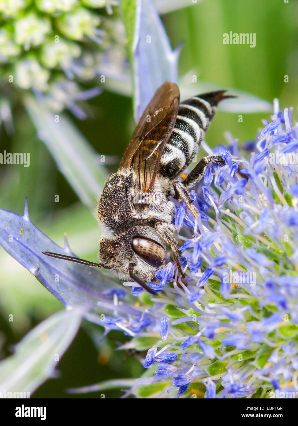 Coelioxys (Coelioxys conoidea), female foraging on flat sea holly ...