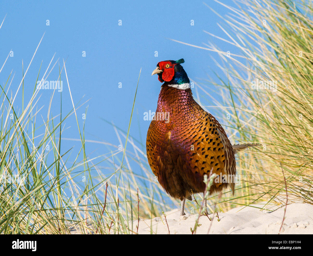 common pheasant, Caucasus Pheasant, Caucasian Pheasant (Phasianus ...