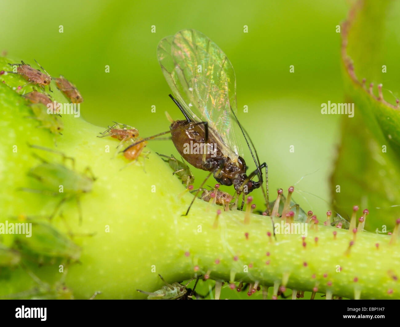Aphid, Plant lice (Aphididae), winged Aphid sucking at a rose, Germany ...