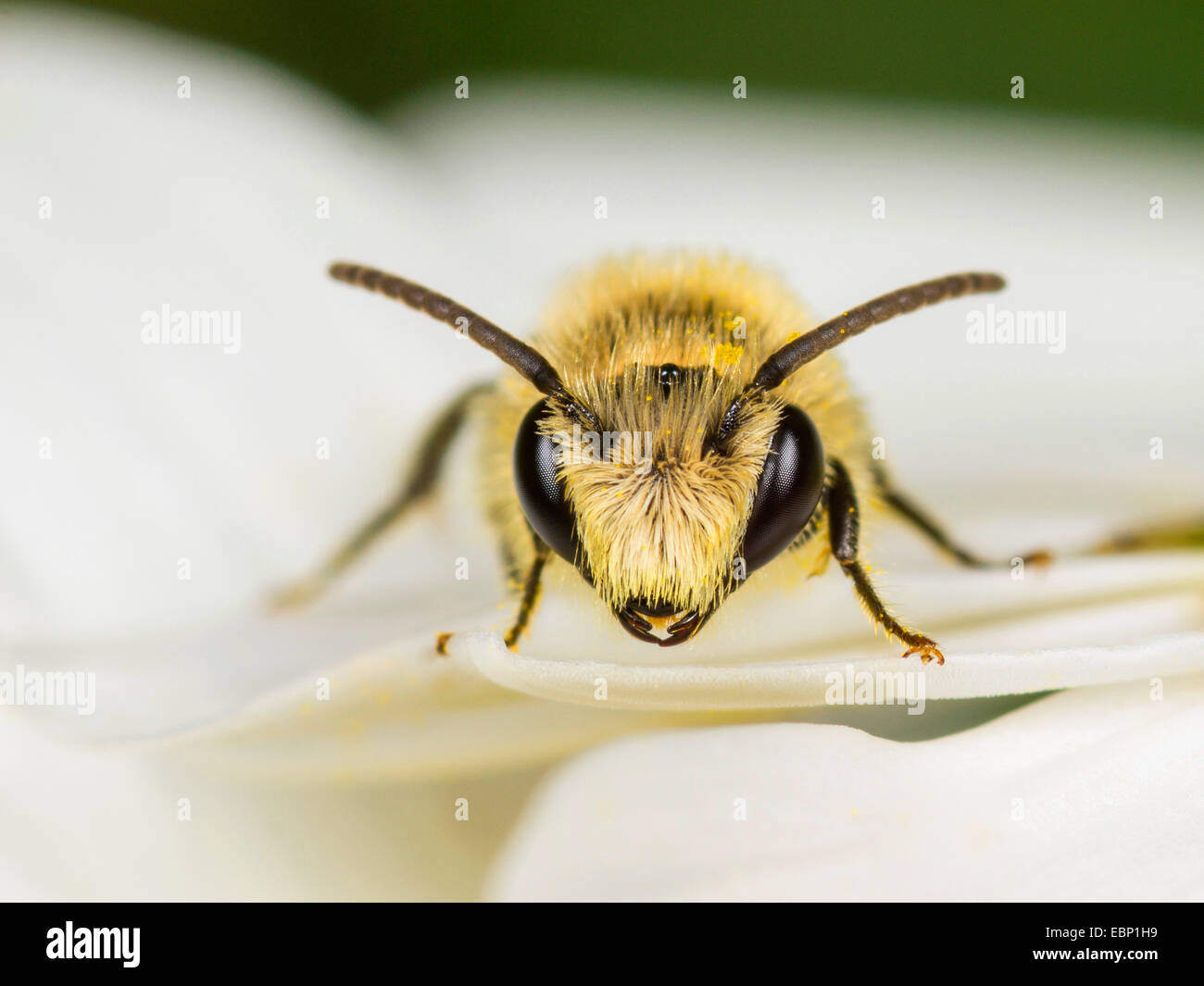 Colletid bee (Colletes similis), male on an ox-eye daisy flower ...