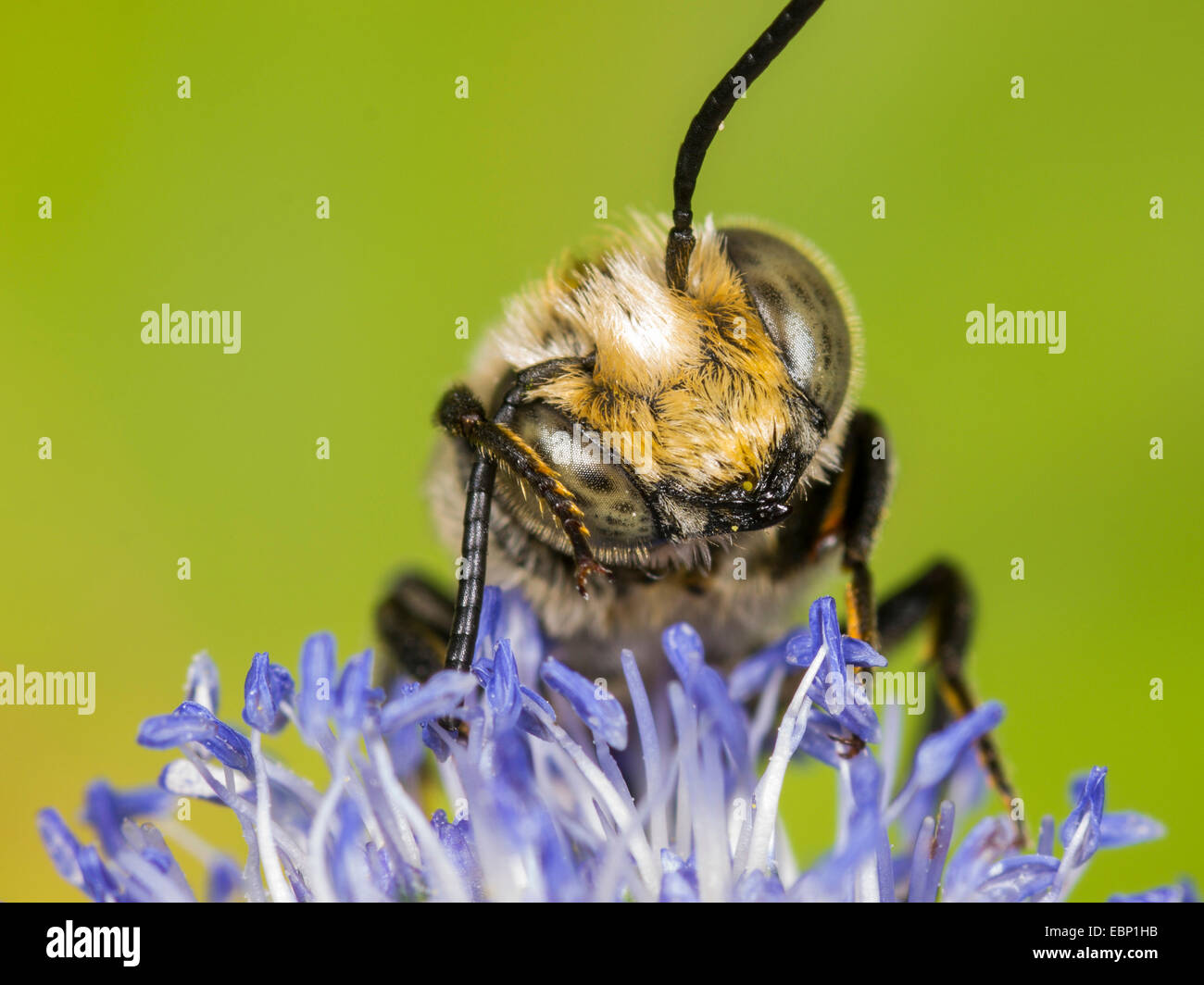 Coelioxys (Coelioxys conoidea), male foraging on flat sea holly ...