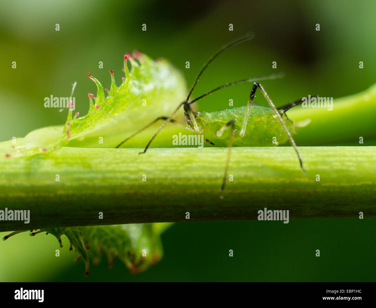 Aphid, Plant lice (Aphididae), aphid sucks at a rose, Germany Stock ...