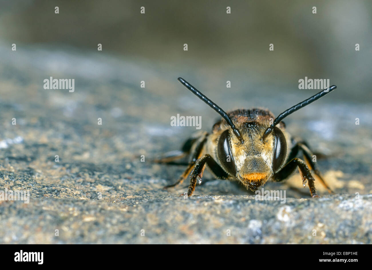 Coelioxys conoidea (Coelioxys conoidea), female sitting on a stone ...