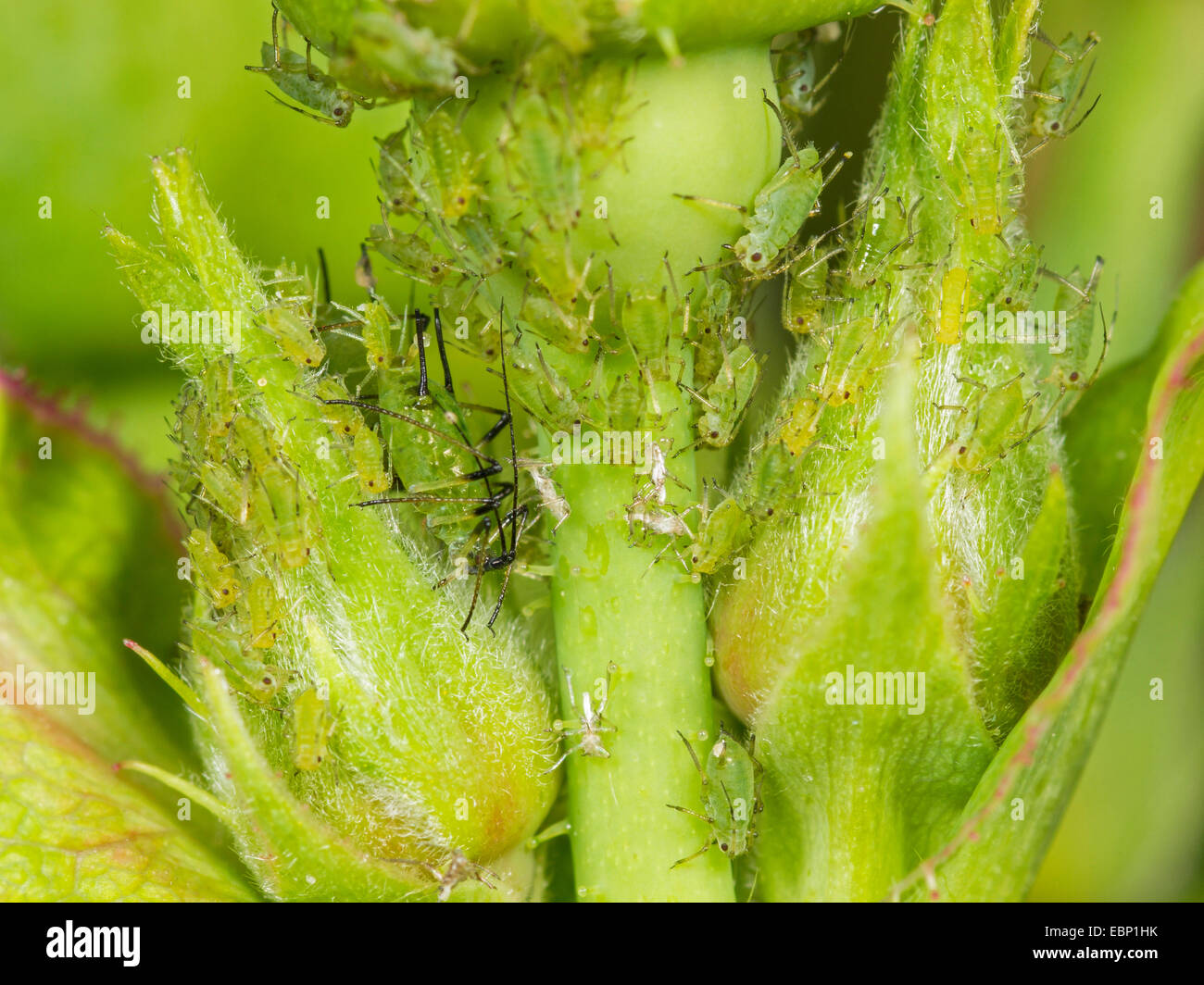 Aphid, Plant lice (Aphididae), aphids sucking at a rose buds, Germany ...