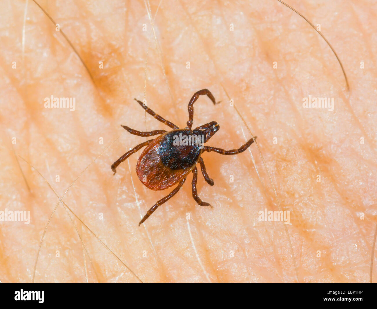 European castor bean tick, European sheep tick (Ixodes ricinus), female ...