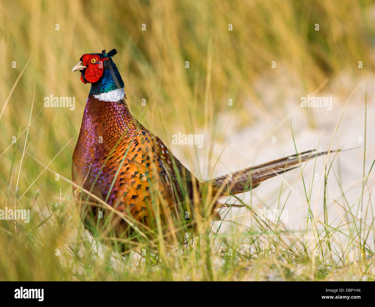 common pheasant, Caucasus Pheasant, Caucasian Pheasant (Phasianus ...
