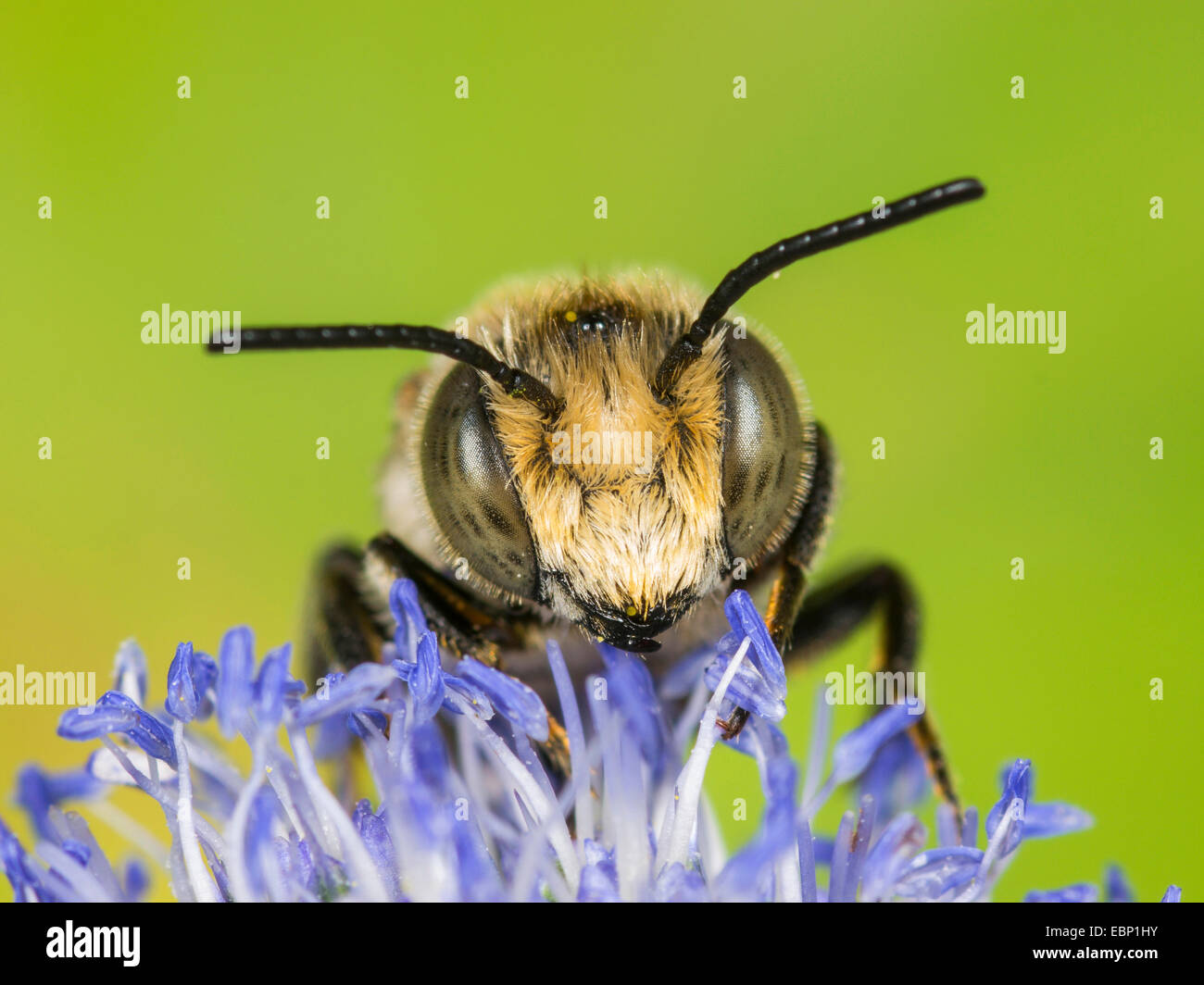 Coelioxys (Coelioxys conoidea), male foraging on flat sea holly ...