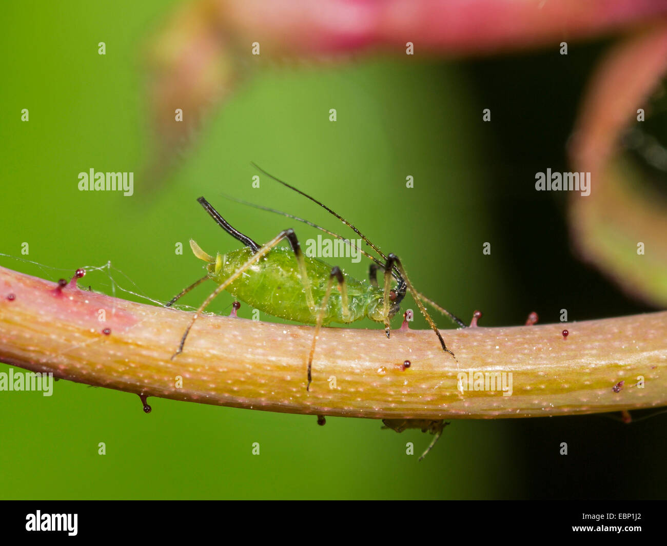 Aphid, Plant lice (Aphididae), aphid sucks at a rose, Germany Stock ...