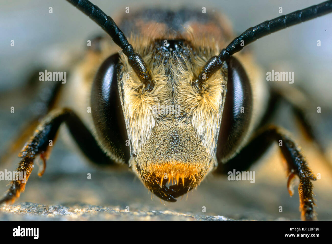 Coelioxys conoidea (Coelioxys conoidea), portrait, Germany Stock Photo ...