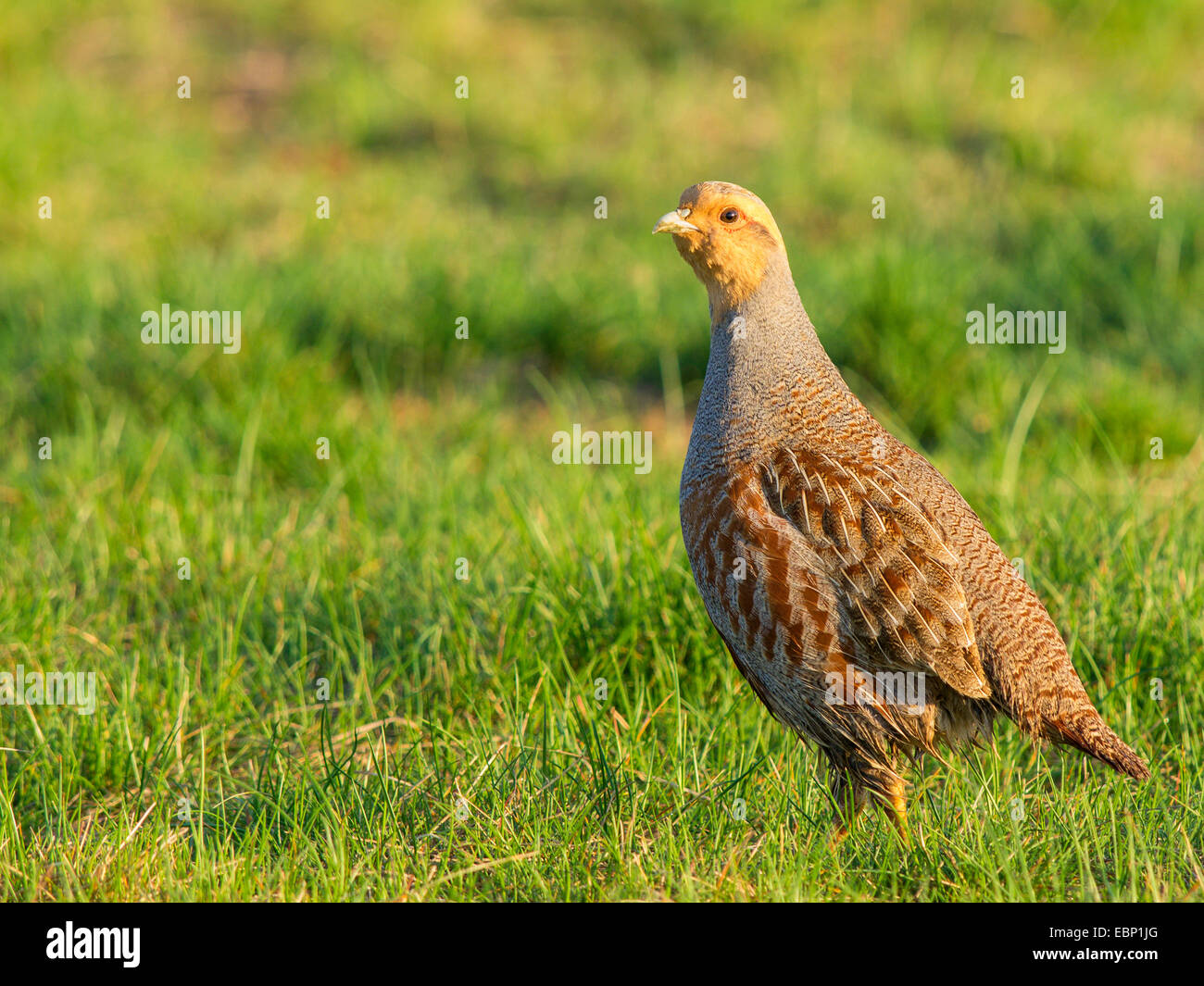 Partridges in a meadow hi-res stock photography and images - Alamy