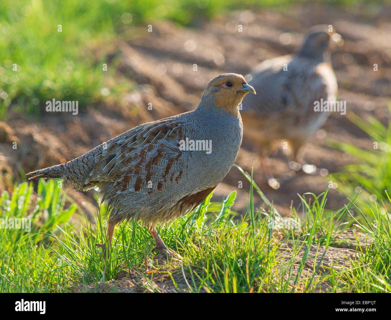 grey partridge (Perdix perdix), in a meadow in morning light, Germany ...