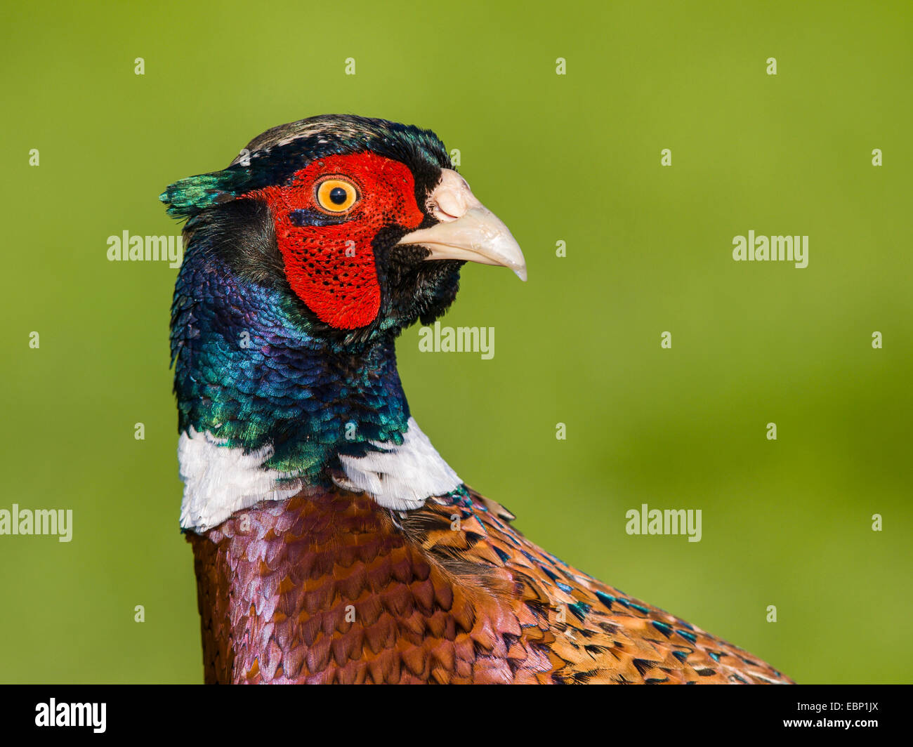 common pheasant, Caucasus Pheasant, Caucasian Pheasant (Phasianus ...