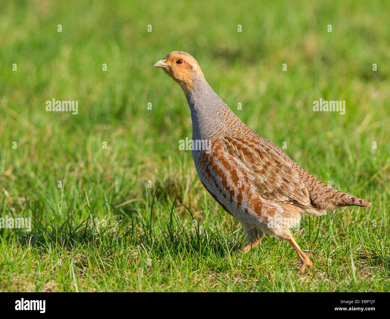 grey partridge (Perdix perdix), walking across a meadow, Germany Stock ...
