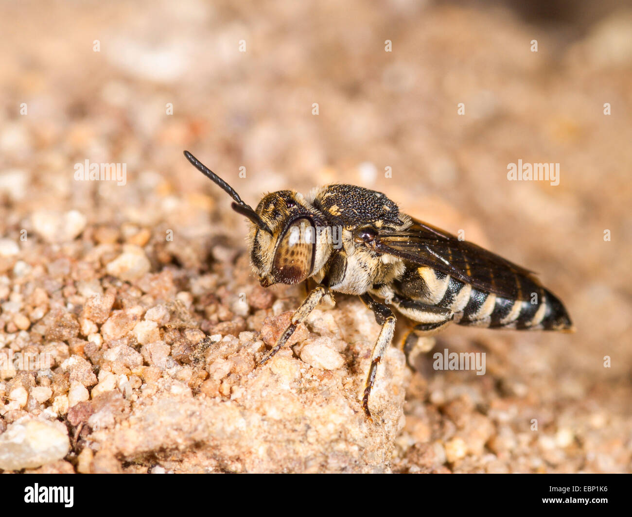 Curled sitting hi-res stock photography and images - Alamy